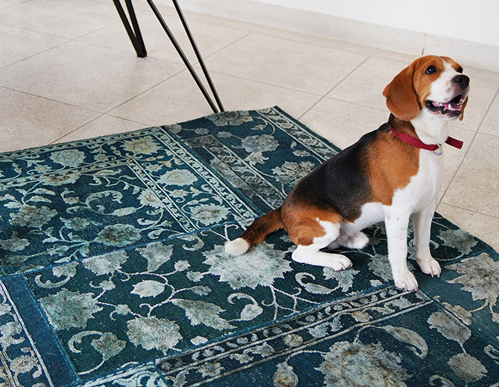 How to Get Pet Smell Out of Carpet: Dog & Cat Odor Removal Guide